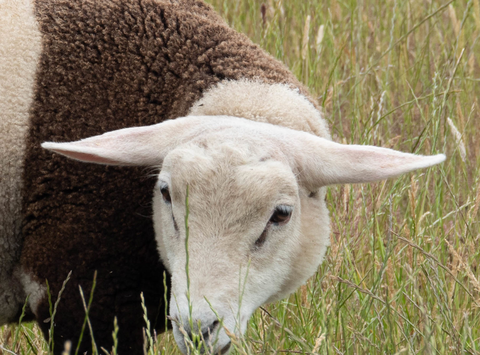 Pulli – Der Star auf Sylt | Kunzfrau Kreativ