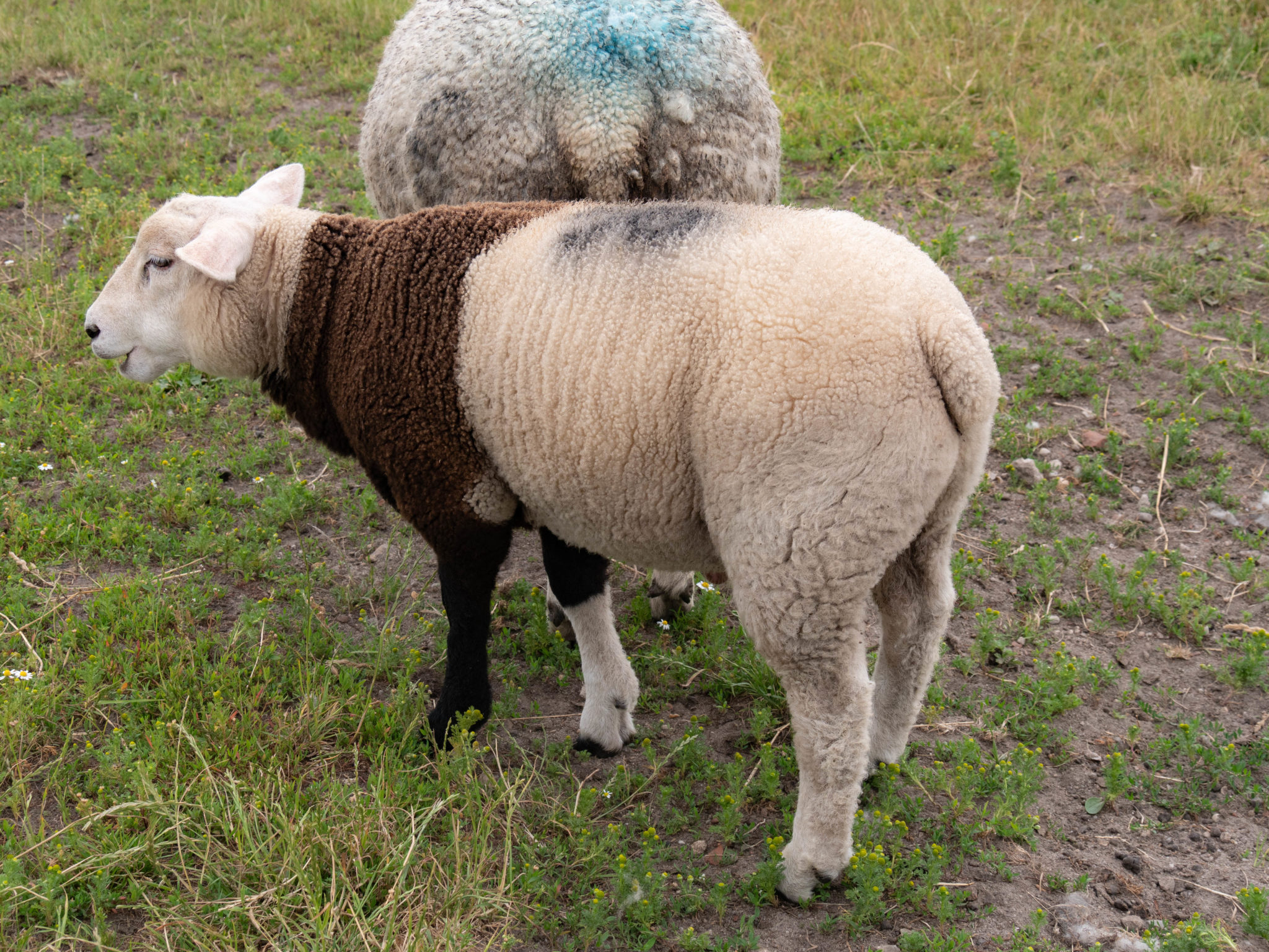 Pulli – Der Star auf Sylt | Kunzfrau Kreativ